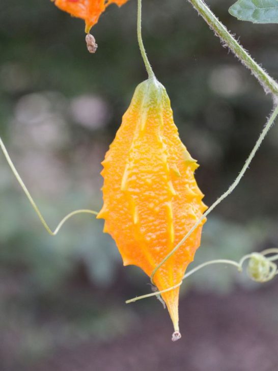 Are Orange Cucumbers Safe To Eat: How To Prevent - Sarah Scoop EATS