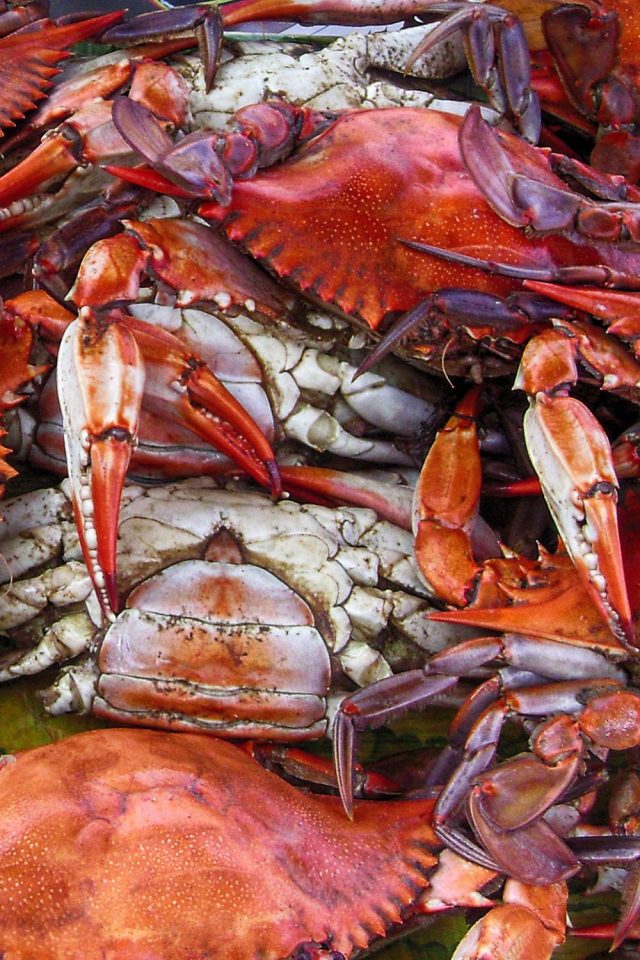 How To Store Cooked Crabs And How Long Can They Last