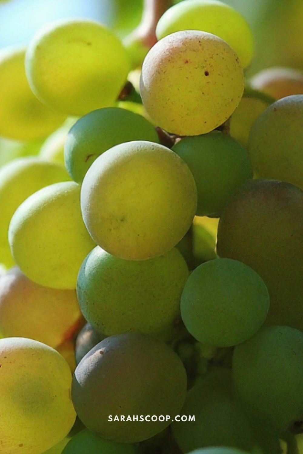 How to Make Homemade Grape Wine Recipe from Grapes